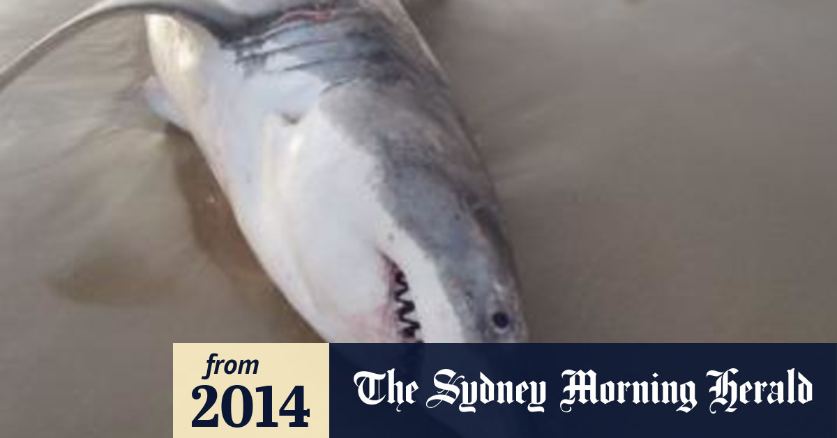 Climate change could leave sharks unable to hunt